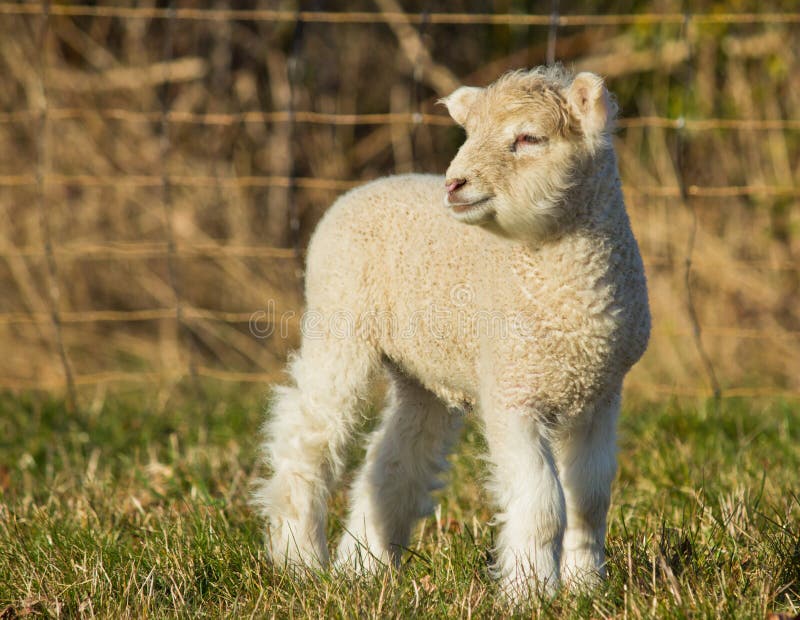 Young white Lamb stock photo. Image of nature, juvenile - 24065350