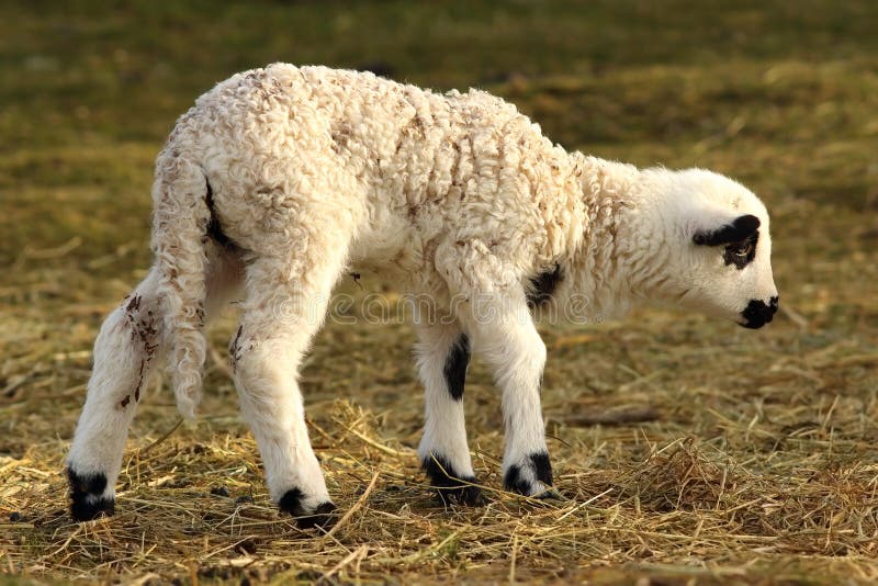 Young white lamb stock photo. Image of white, lamb, soft - 69112450