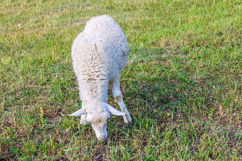 Young White Lamb Eating Grass on a Green Lawn Stock Photo - Image of ...