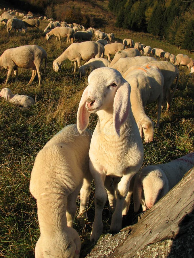 Young White Lamb in a Flock in the Mountain Stock Photo - Image of ...
