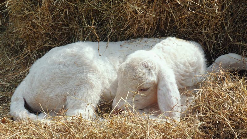 Young White Lamb Resting on Bed Stock Footage - Video of lamb ...