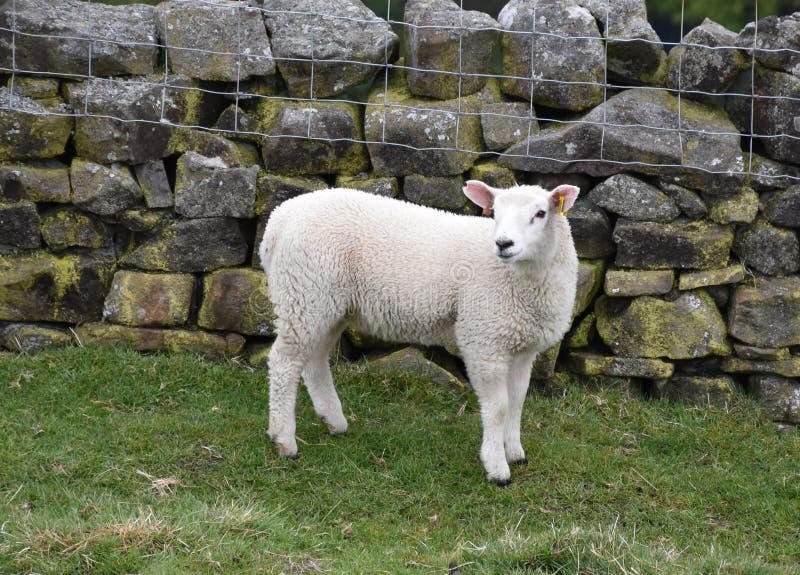 Young White Lamb in a Rock Pen in the Yorkshire Dales Stock Image ...