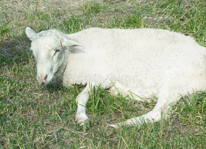 Young White Lamb Sleeping on the Lawn on a Sunny Day Stock Image ...