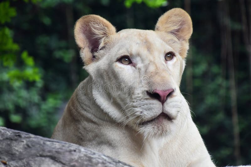 115 Sad Lioness Stock Photos - Free & Royalty-Free Stock Photos from ...