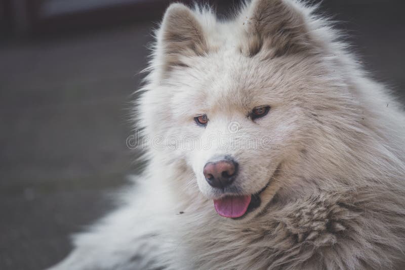 Young White Male Samoyed Lies in the Yard Stock Image - Image of beauty ...