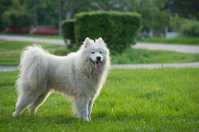 Young White Male Samoyed Stands on Green Grass Stock Image - Image of ...