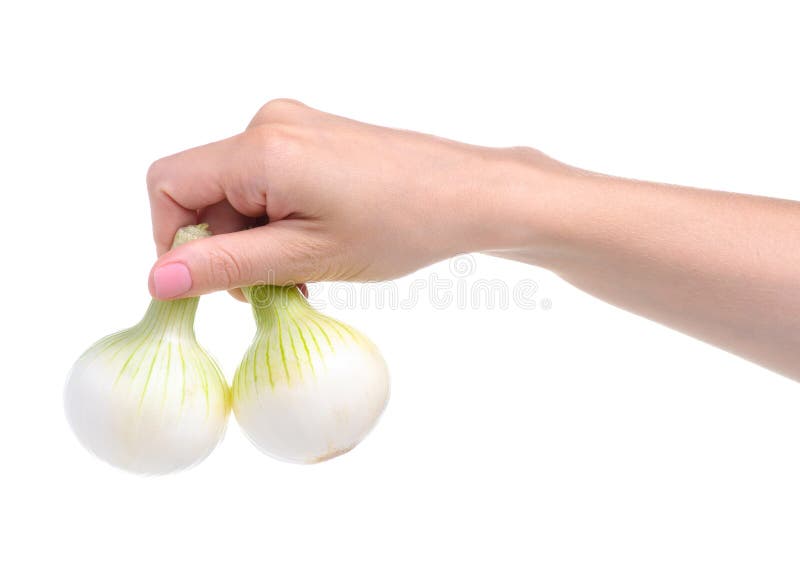 Young white onions in hand stock photo. Image of food - 177592466