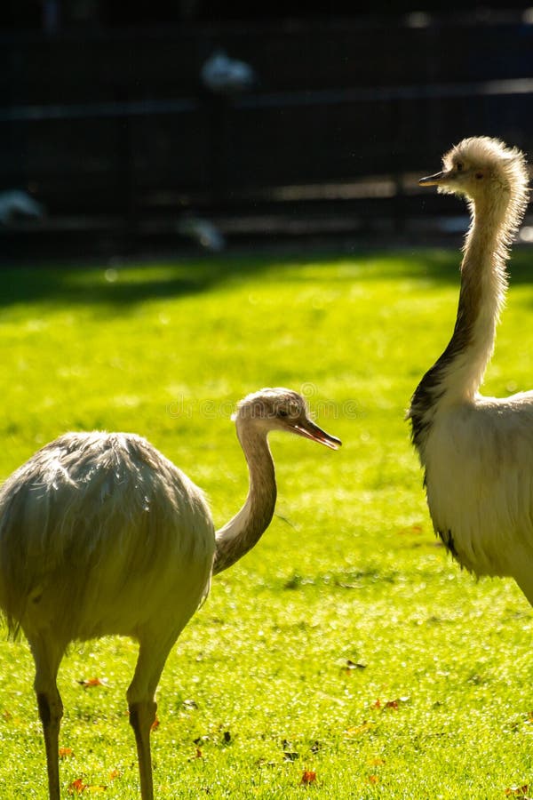 Young White Ostrich Birds Leaving on Farm Stock Photo - Image of ...