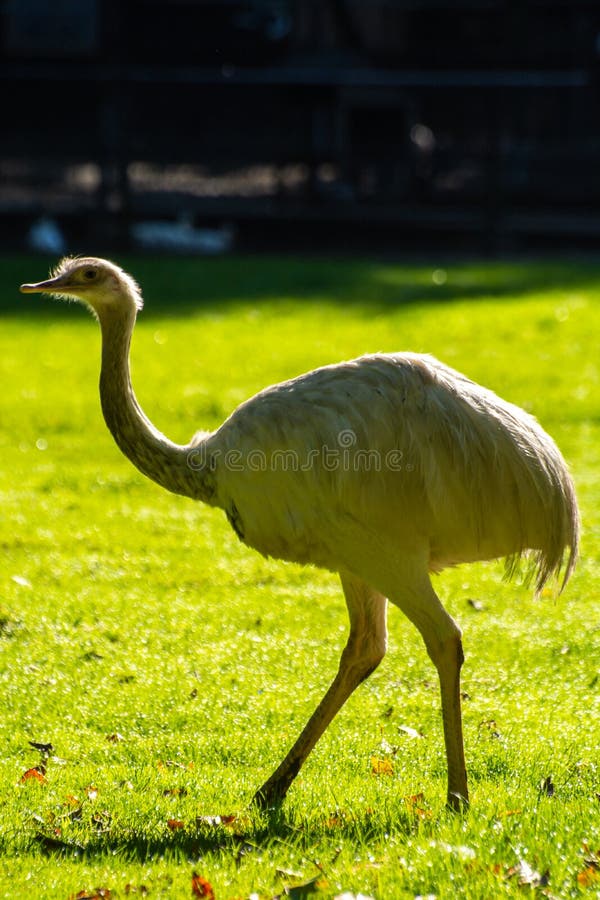Young White Ostrich Birds Leaving on Farm Stock Image - Image of fauna ...