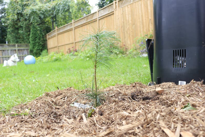 Young White Pine Tree Growing in Backyard, Just Planted Stock Photo ...