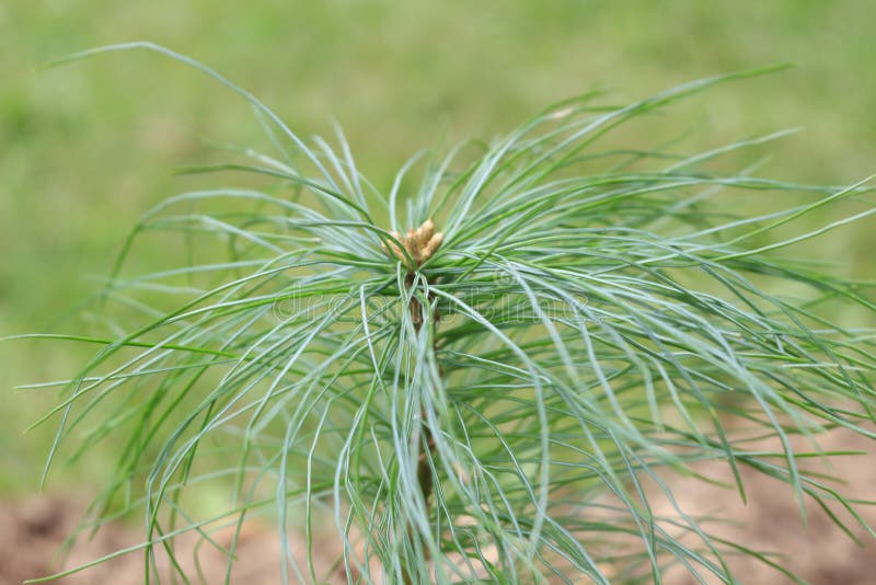 Young White Pine Tree Growing in Backyard, Just Planted Stock Photo ...