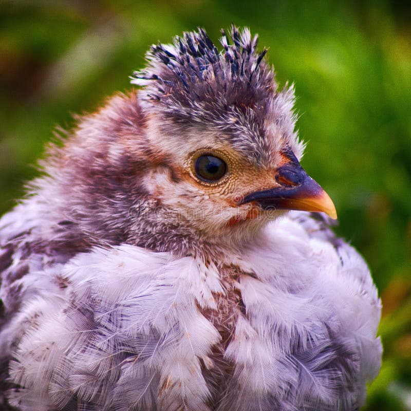 Young White Purple Chicken Posing Stock Photos - Free & Royalty-Free ...