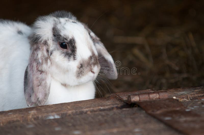 472 White Rabbit Floppy Ears Stock Photos - Free & Royalty-Free Stock ...