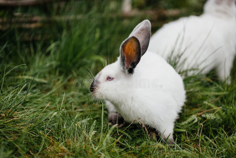 Young White Rabbit in Green Grass in Spring Stock Photo - Image of cute ...