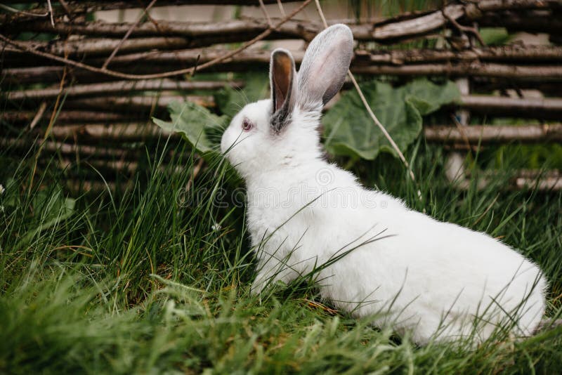 Young White Rabbit in Green Grass in Spring Stock Image - Image of ...