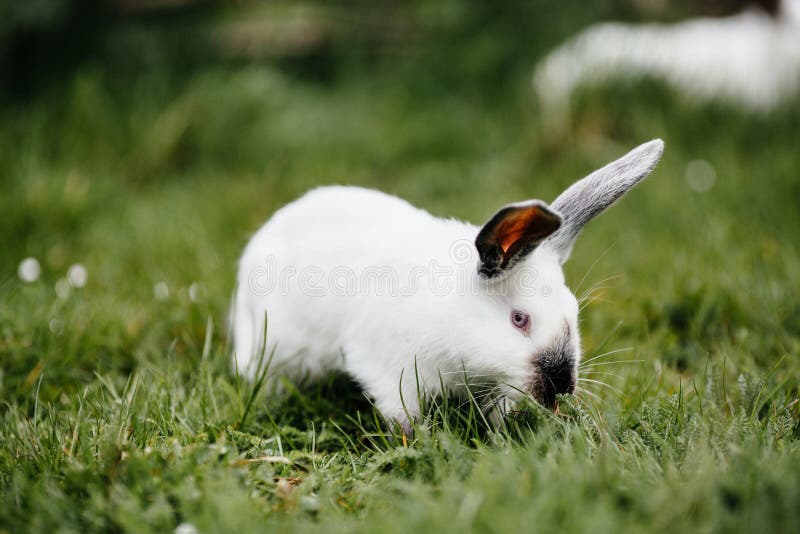 Young White Rabbit in Green Grass in Spring Stock Photo - Image of ...