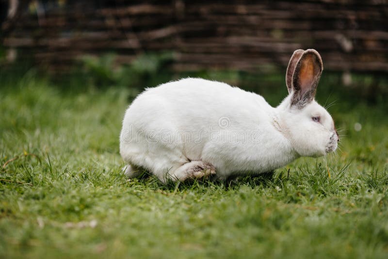 Brown And White Rabbit On Green Grass Picture. Image: 83077073