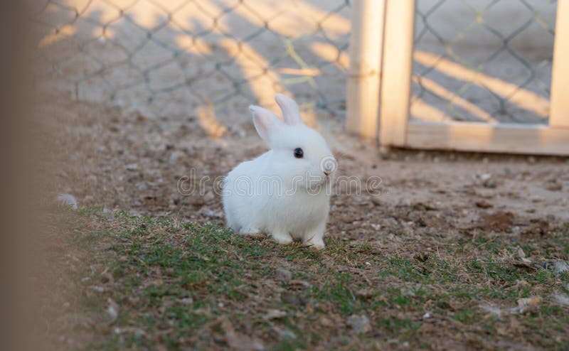 Young White Rabbit in the House Garden Grass Stock Photo - Image of ...