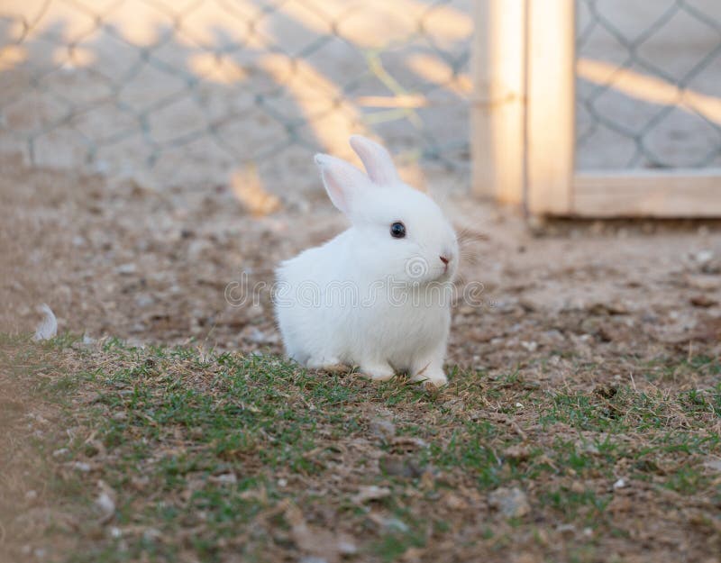 Young White Rabbit in the House Garden Grass Stock Image - Image of ...