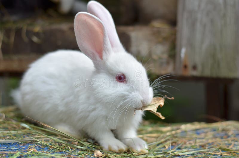 116,802 White Rabbit Photos - Free & Royalty-Free Stock Photos from ...