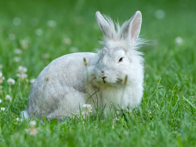 Young white rabbit hopping stock image. Image of chordata - 95994853