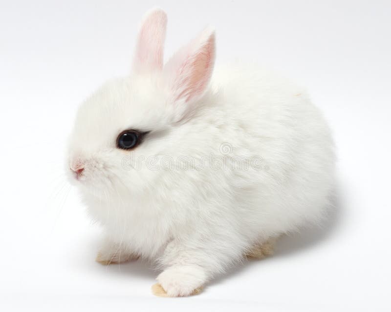 Young White Rabbit on White Stock Image - Image of furry, easter: 28536887