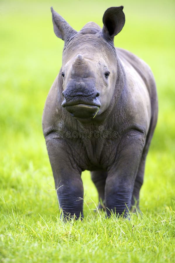 Young White Rhino stock image. Image of behaviour, horned - 22969975