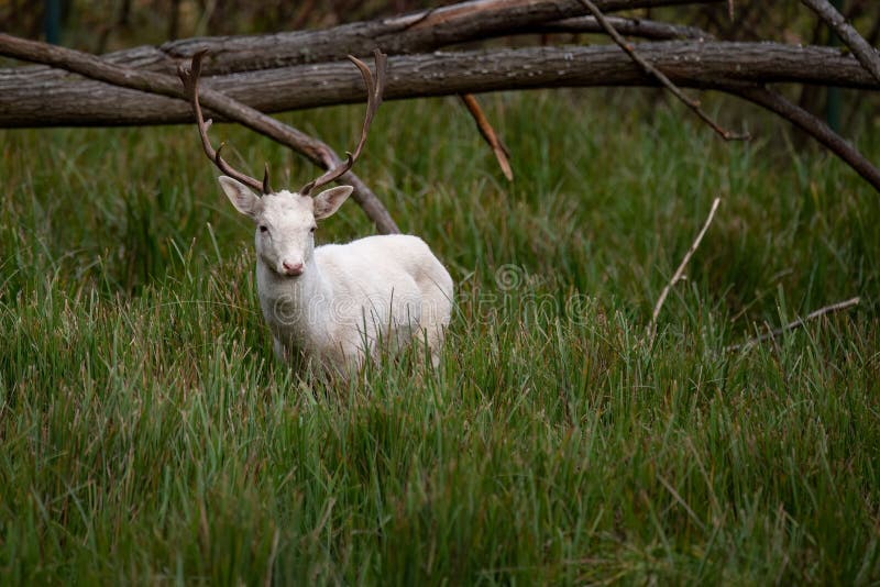 Young White Roe Deer in the Green Field Stock Image - Image of outdoor ...
