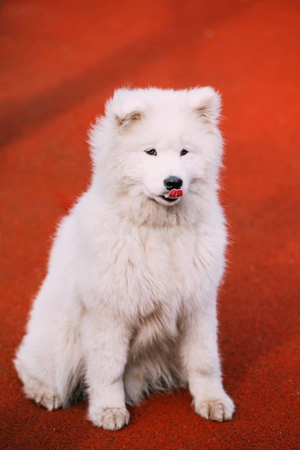 Young White Samoyed Dog Sitting Outdoor Stock Image - Image of domestic ...