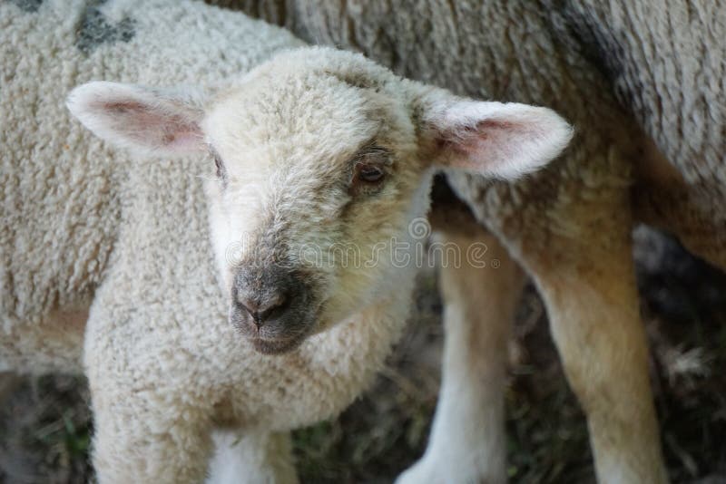 Young White Sheep, Lamb - Close-up on Head Stock Image - Image of ...