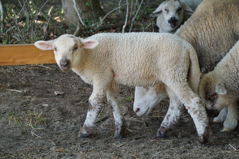Young White Sheep, Lamb - Side View Stock Photo - Image of full, ground ...