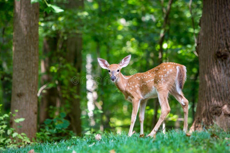 A Young White-tailed Deer Fawn Standing in the Forest Stock Photo ...