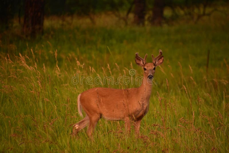 Young White Tailed Deer in a Large Meadow Stock Image - Image of nature ...