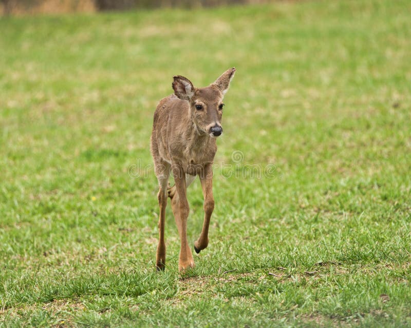 Young White-tailed Deer Walking in a Field. Stock Image - Image of ...