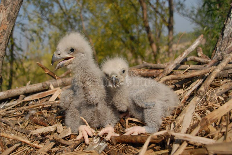 Young White-tailed Eagle Chicks in the Nest Stock Photo - Image of nature, wood: 165218324
