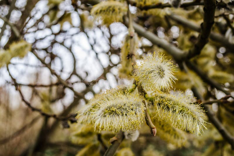 Ive willow catkins stock photo. Image of outdoor, beautiful - 143493832