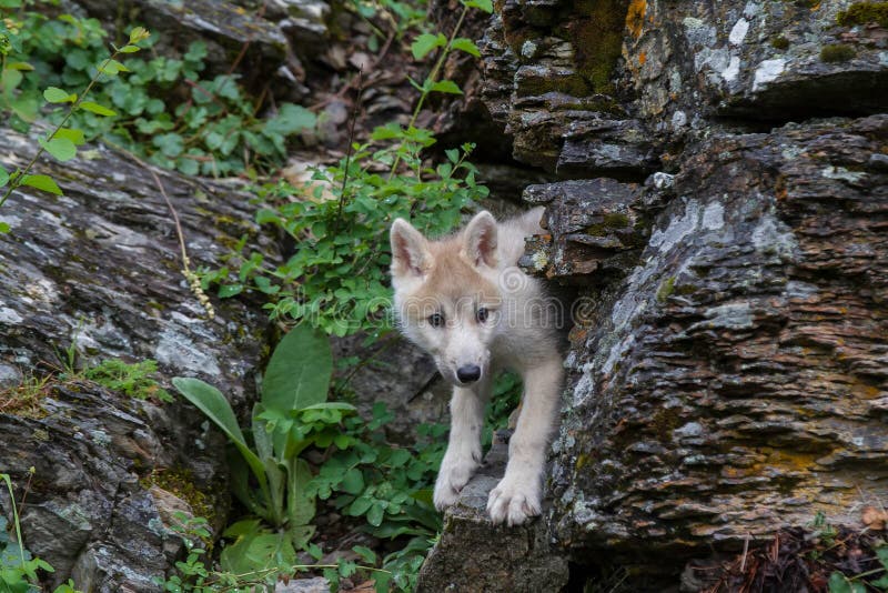 Young White Wolf stock image. Image of white, juvenile - 116230963