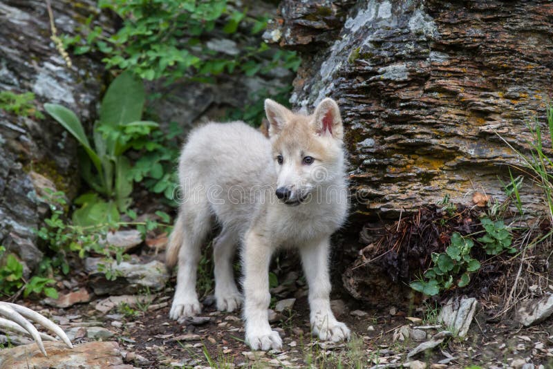 Young White Wolf stock image. Image of white, young - 116231037