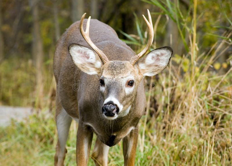 Young Whitetail Buck stock image. Image of wildlife, stag - 11414979