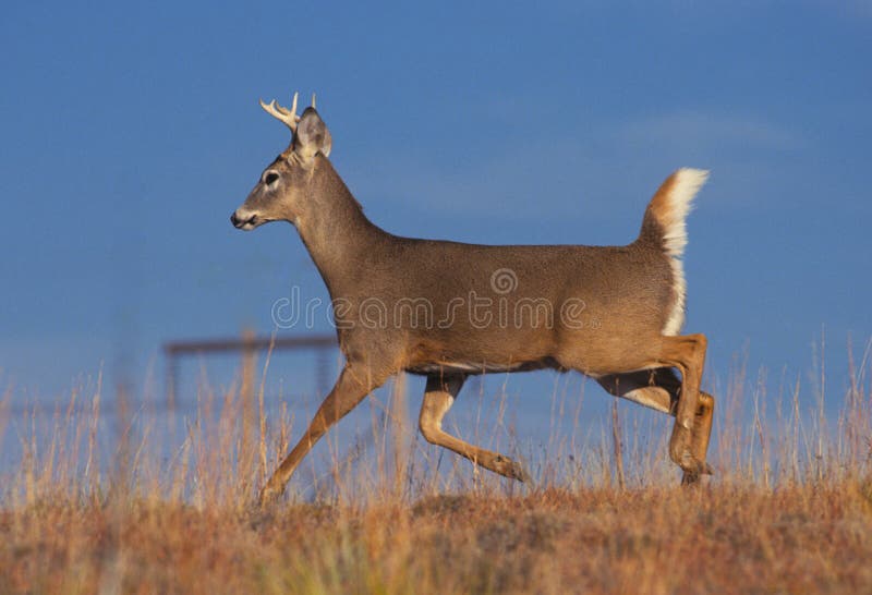 Young Whitetail Buck Running Stock Photo - Image of wildlife, deer ...