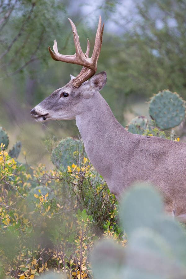 Young Whitetail Buck Standing in Cactus Stock Image - Image of deer ...