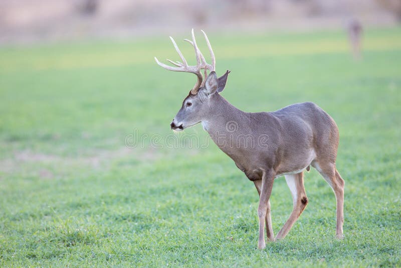 106 Whitetail Deer Doe Side View Stock Photos - Free & Royalty-Free ...