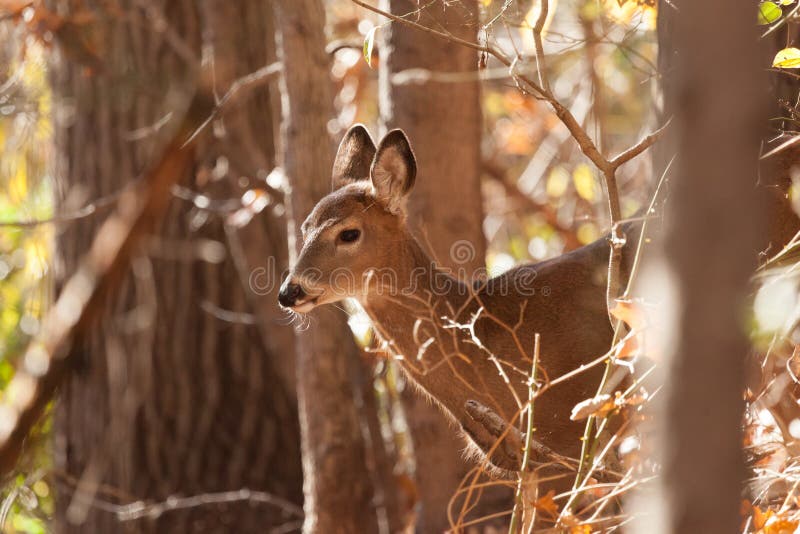 Young Whitetailed Deer Doe stock image. Image of autumn - 80087683