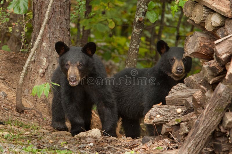 Small Fuzzy Bears Stock Photos - Free & Royalty-Free Stock Photos from ...