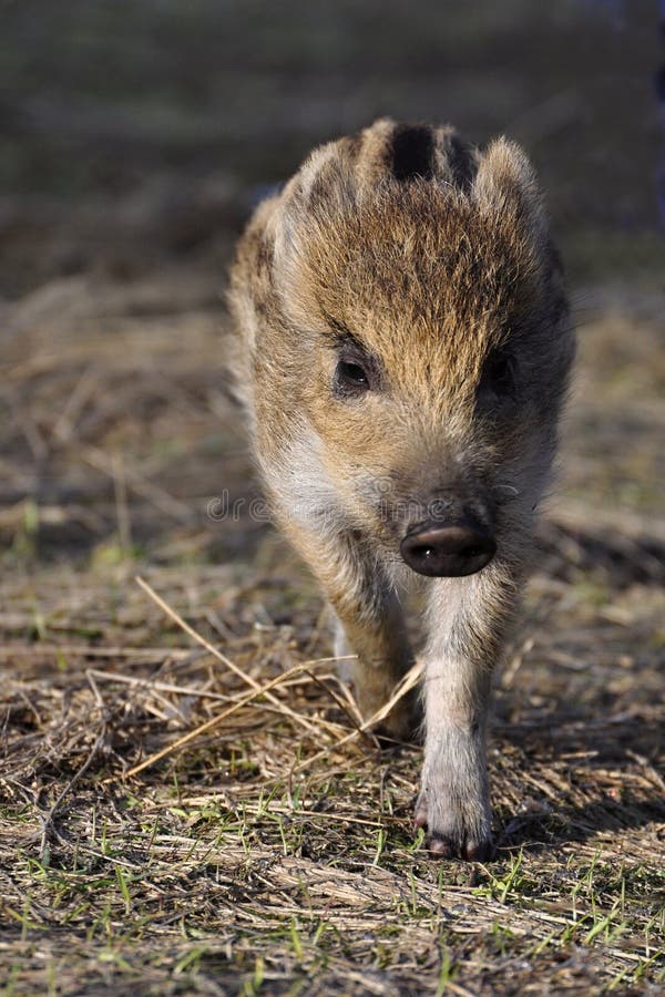 Three wild pigs stock photo. Image of animal, adventure - 10125484