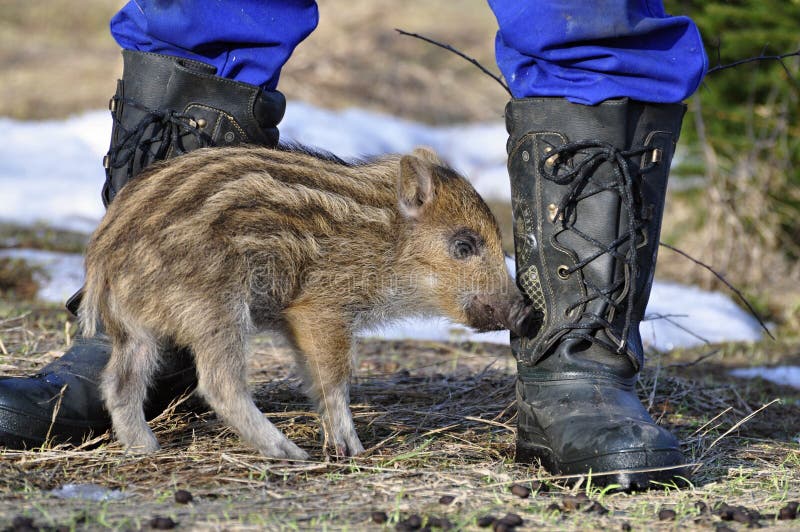 Young wild boar stock photo. Image of animal, hunting - 80021328