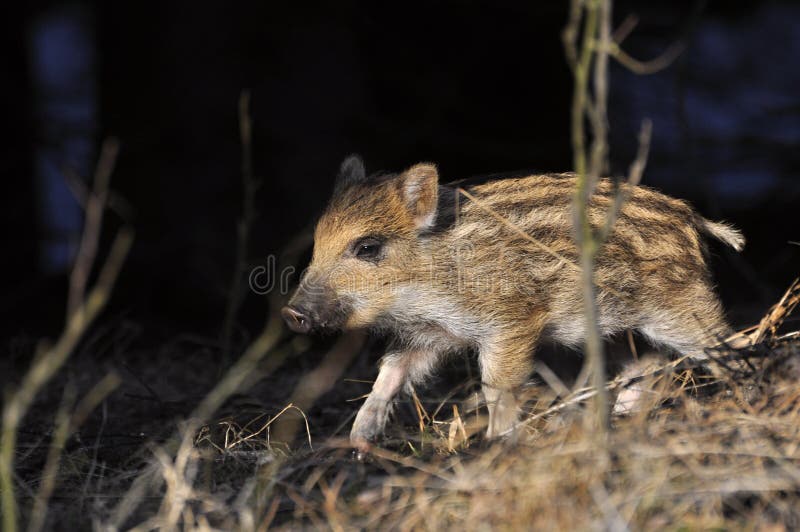 Young wild boar stock photo. Image of nourishment, leaves - 13604904