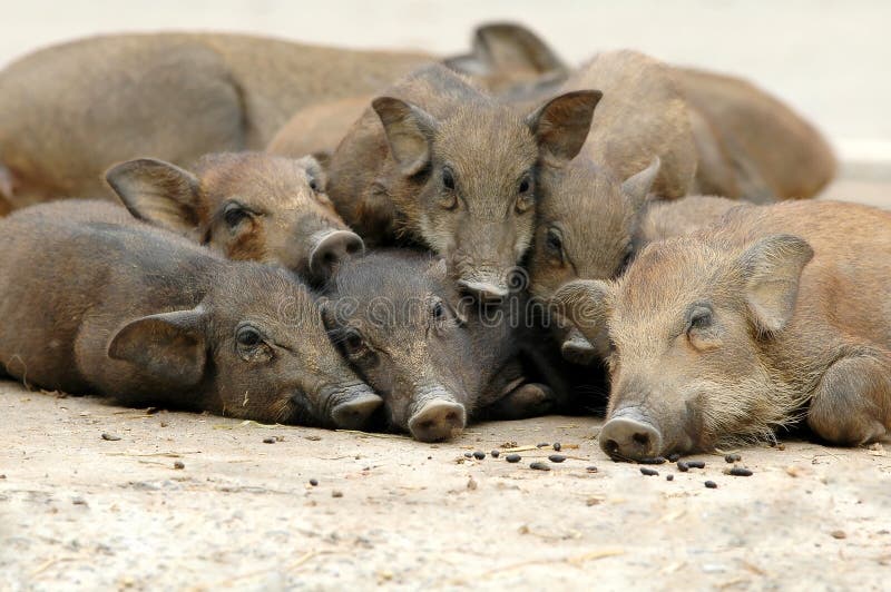 Sounder of Young Wild Boars Stock Image - Image of sounder, animal ...