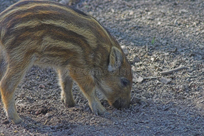 Young wild boar stock image. Image of poland, vertebrates - 560613
