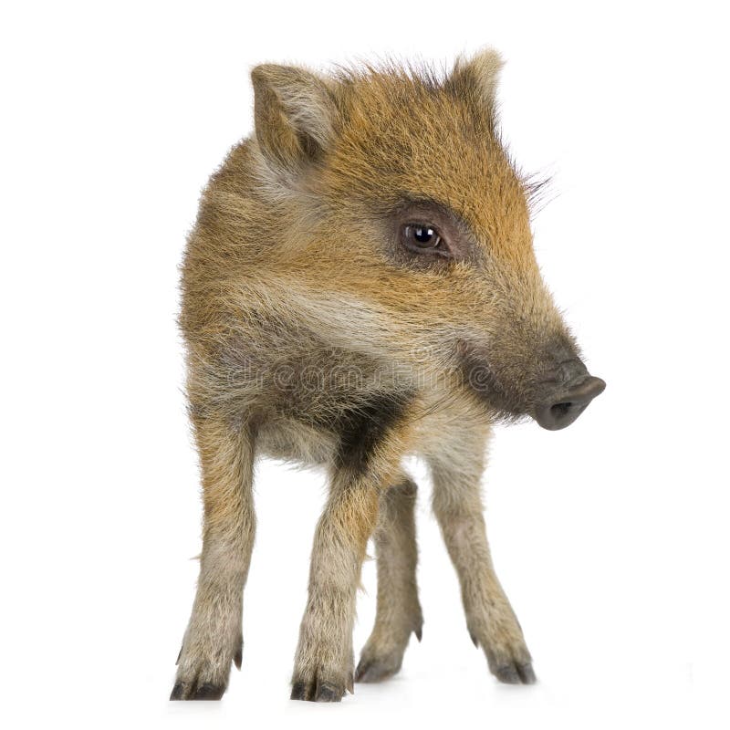 Three wild pigs stock photo. Image of animal, adventure - 10125484